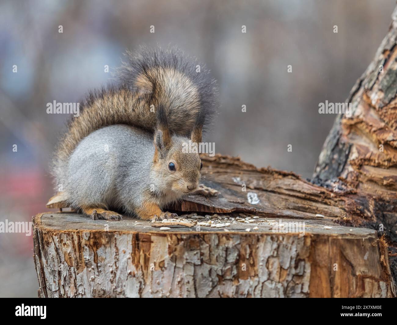 A squirrel sits on a stump and eats nuts in autumn. Eurasian red ...