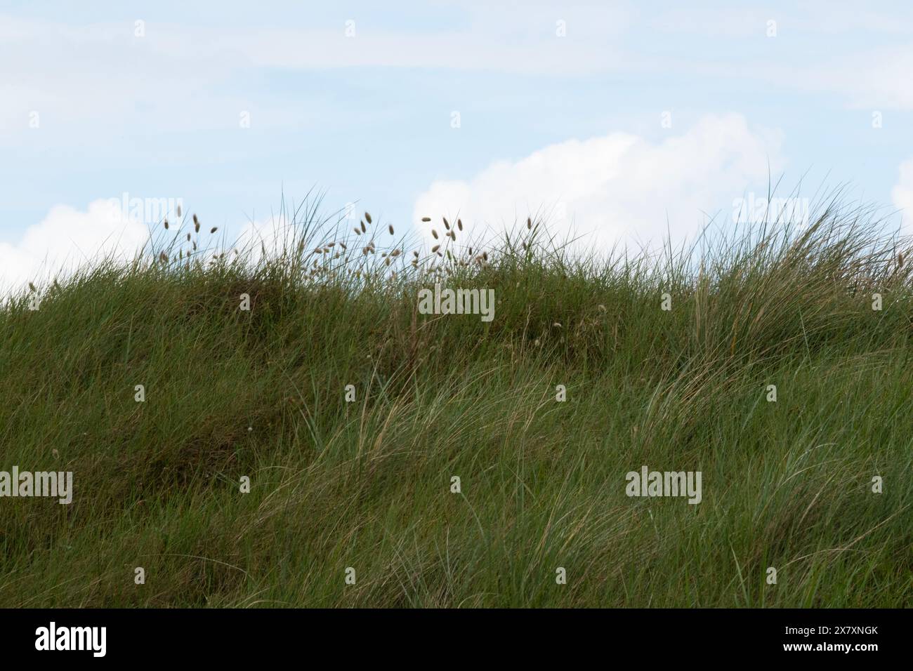 Green grass flat horizontal hi-res stock photography and images - Alamy