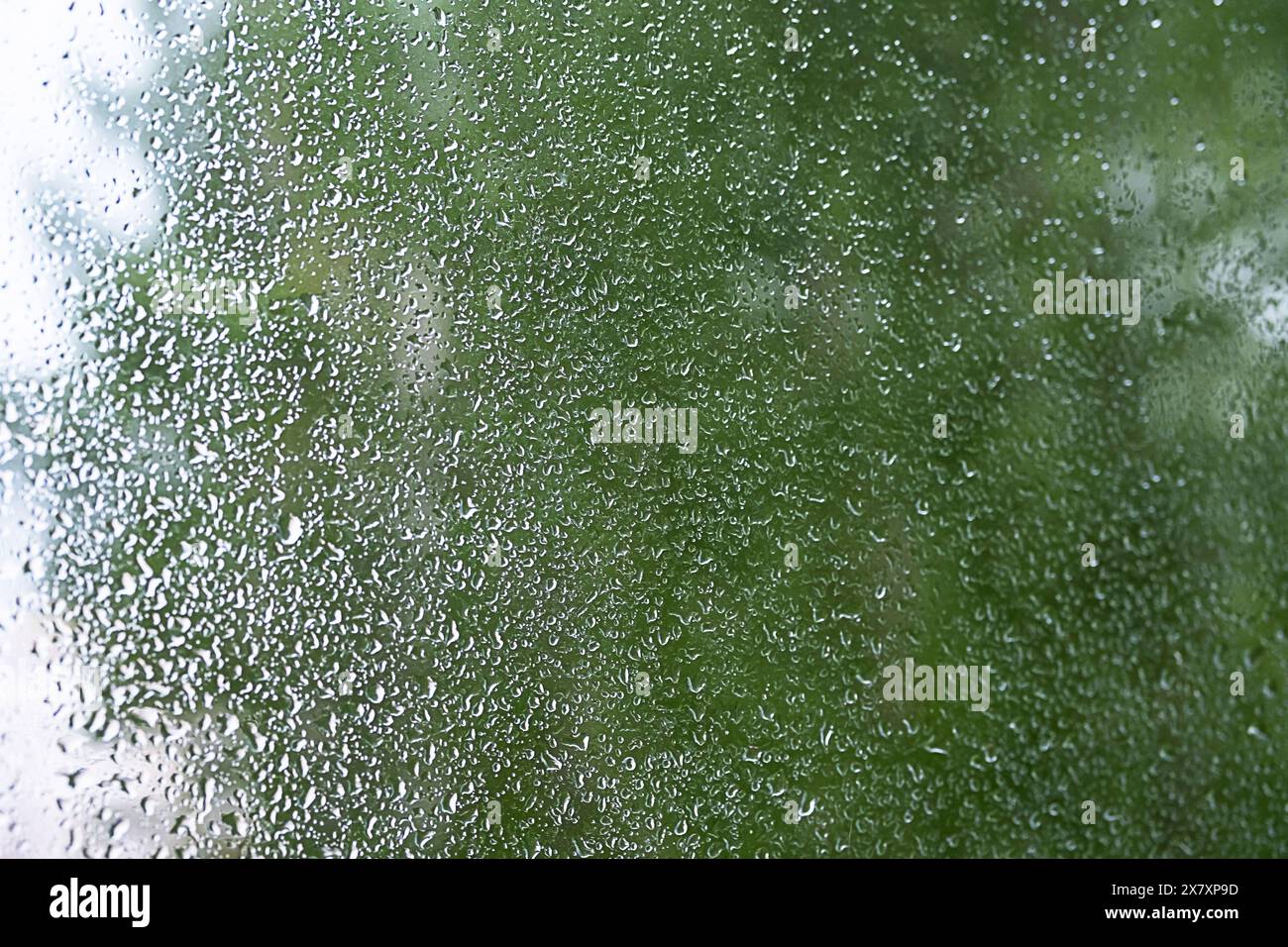 Trees through a rain soaked window Stock Photo - Alamy