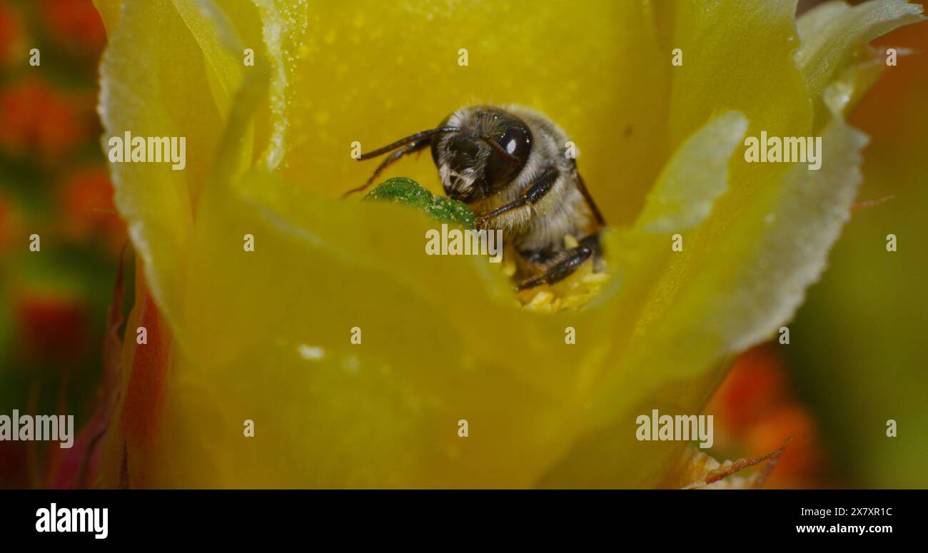 Lone cactus bee (diadasi) feeds on the nectar of a flowering prickly ...