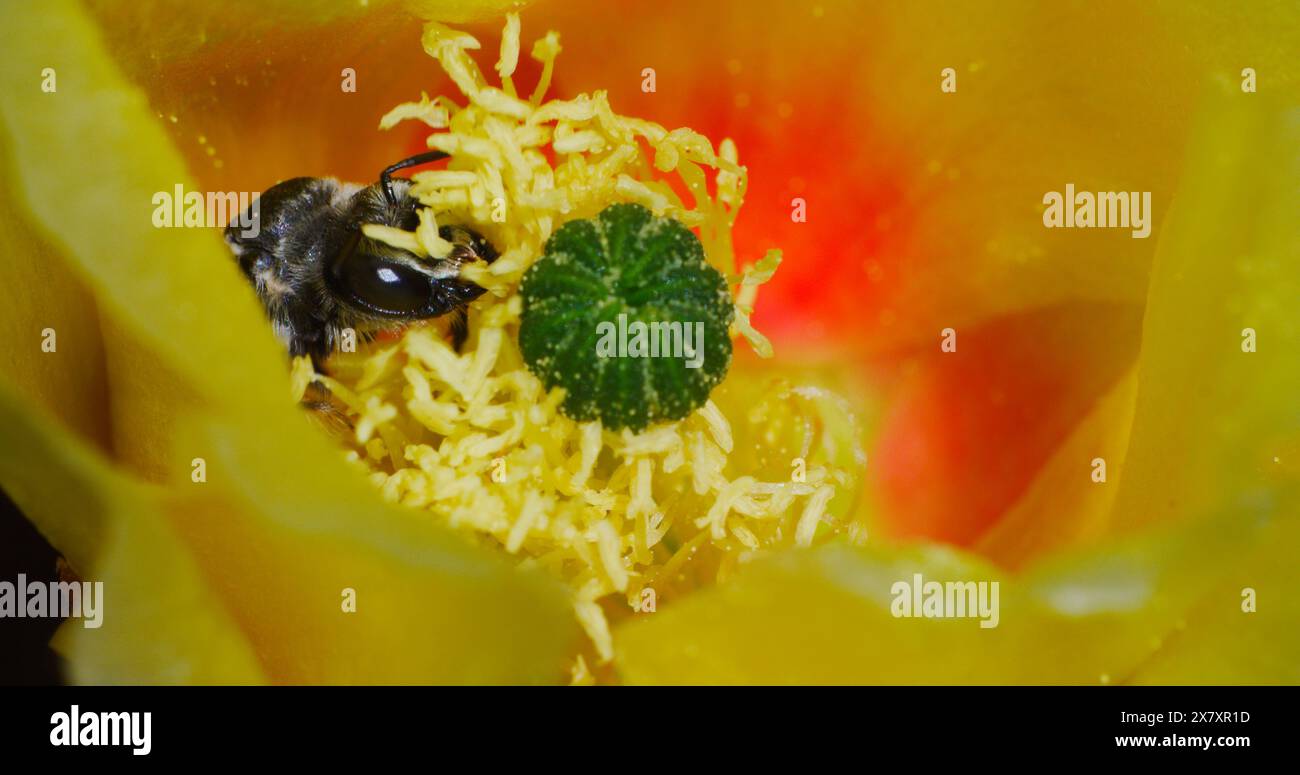 Cactus bee (diadasi) furiously collects pollen grains and feeds on the ...
