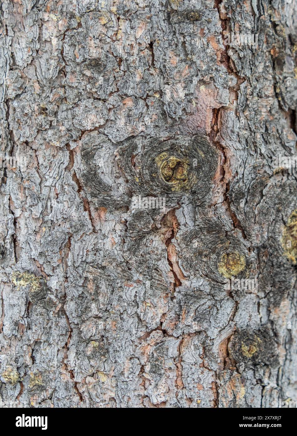 Bark texture and background of a old fir tree trunk. Detailed bark ...