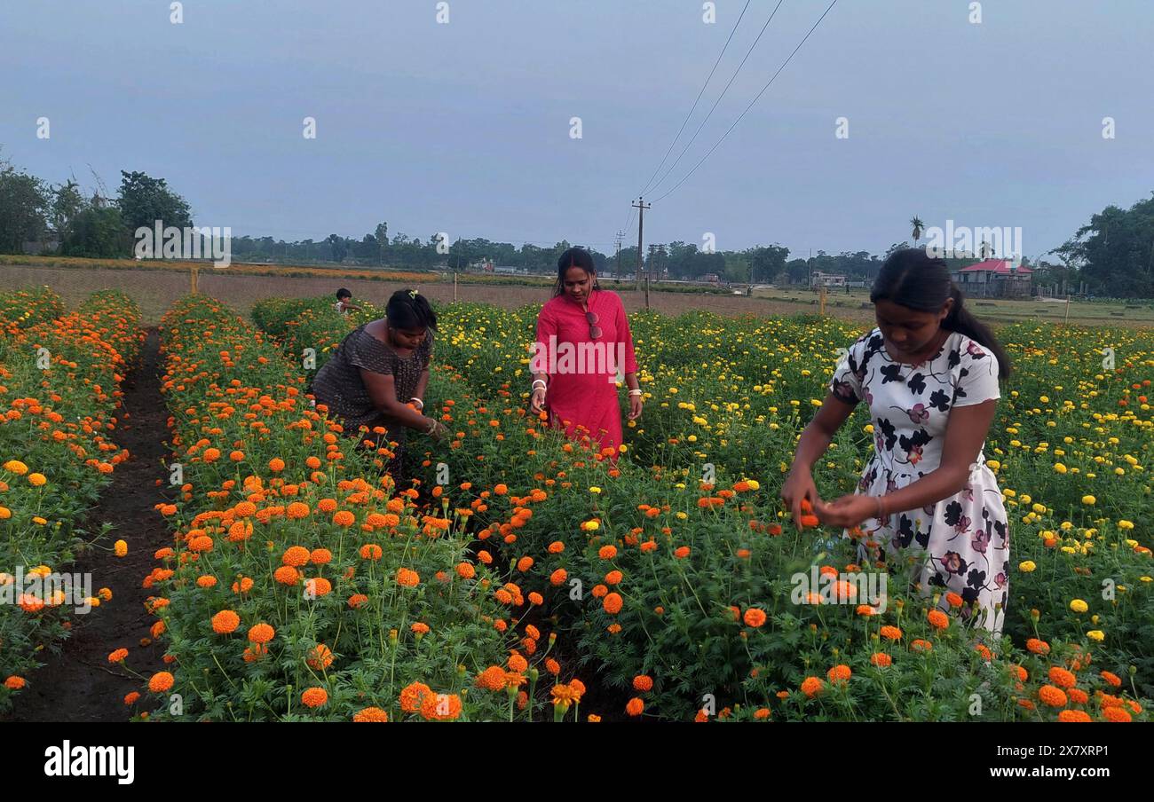 Marigold cultivation 1 jpg hi-res stock photography and images - Alamy