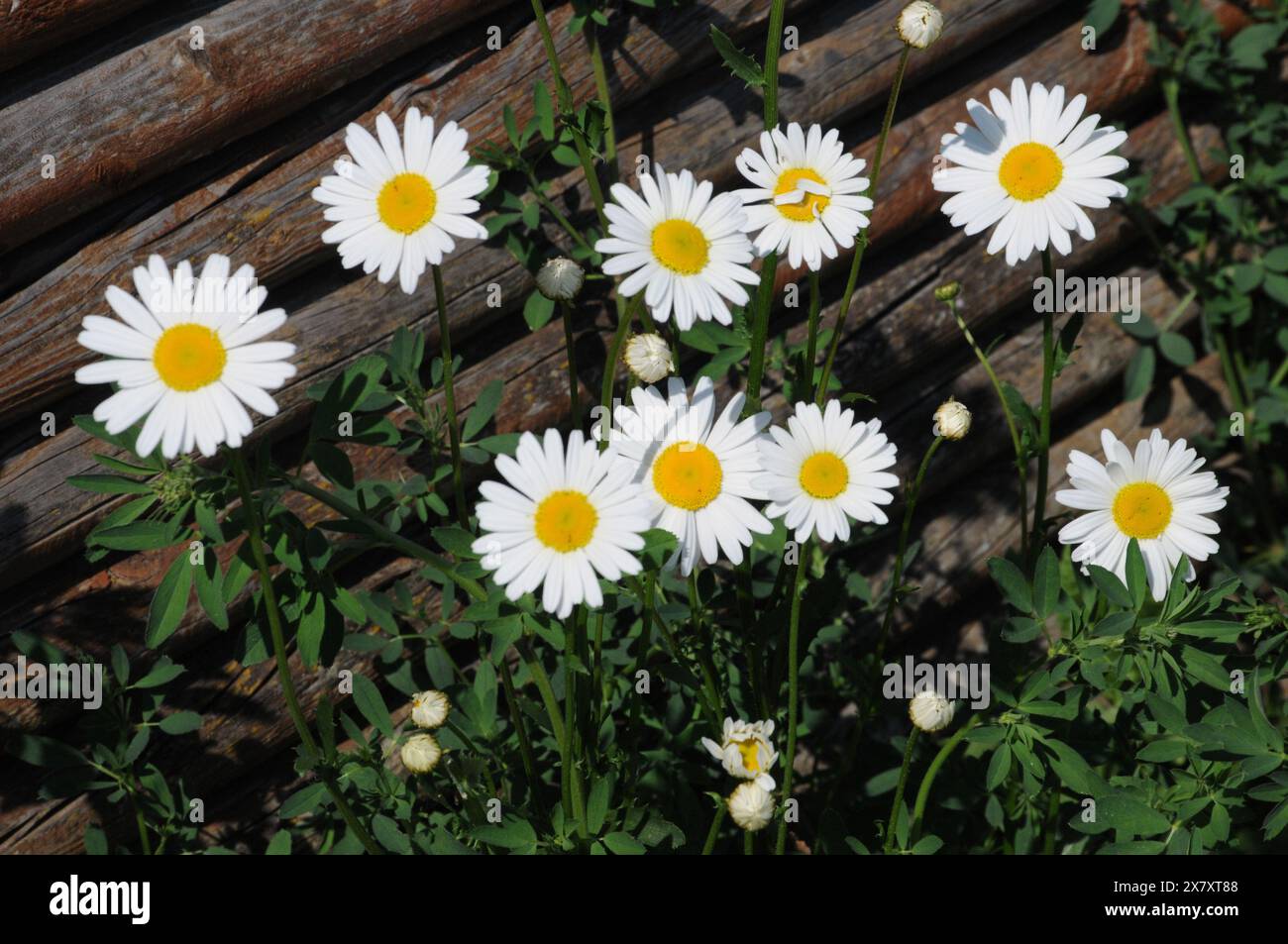 Copenhagen/ Denmark/21 MAY 2024/Daisy flowers in nature beside road in ...