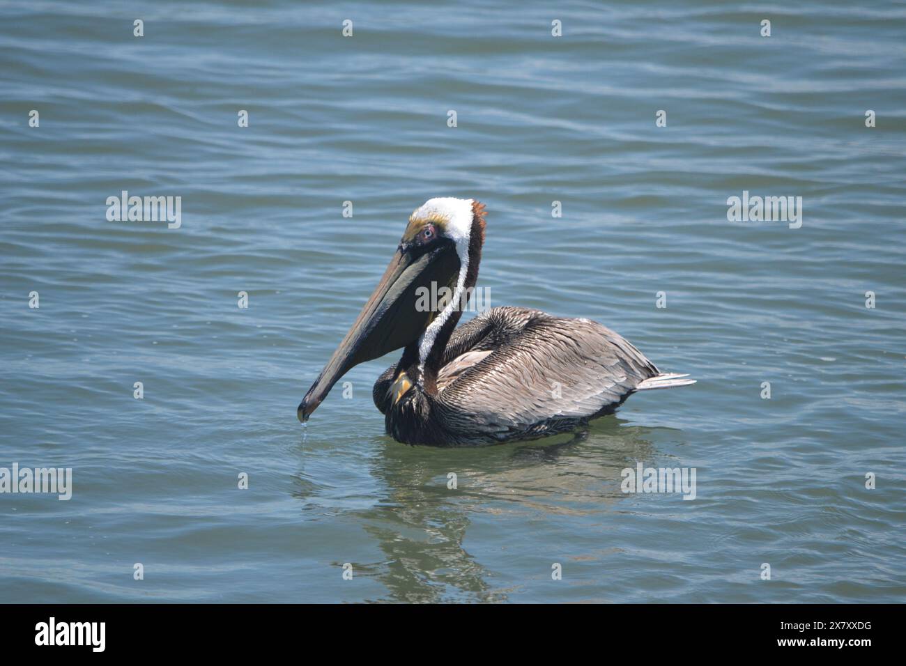 Post-meal, a pelican drifts sideways, its gular pouch distended ...