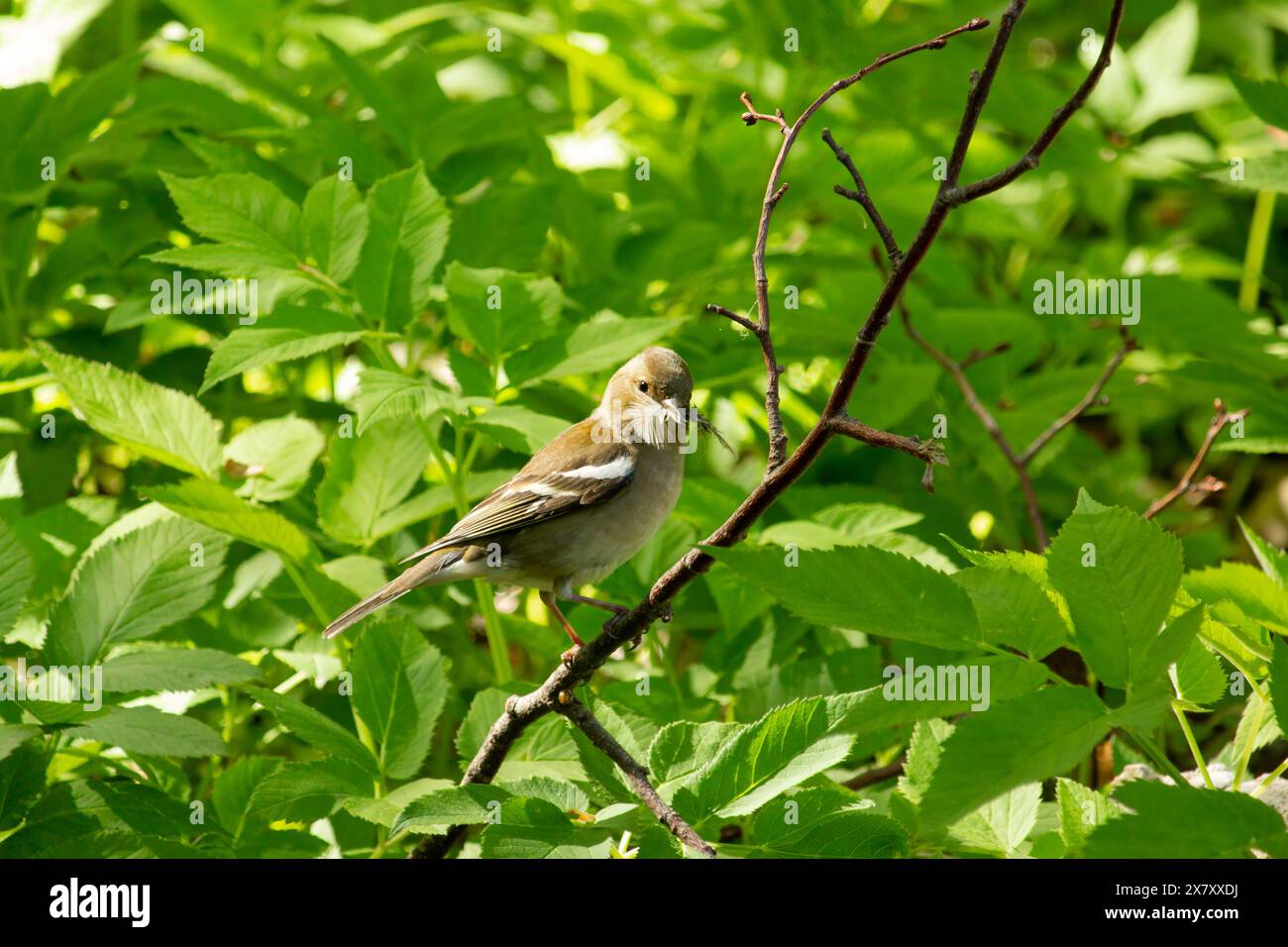 House finch nest hi-res stock photography and images - Alamy