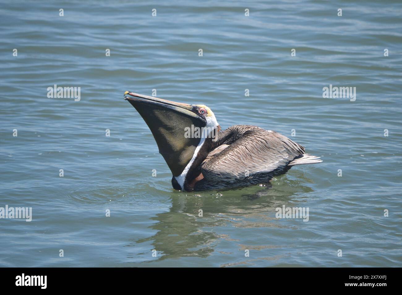 Large elastic throat pouches hi-res stock photography and images - Alamy