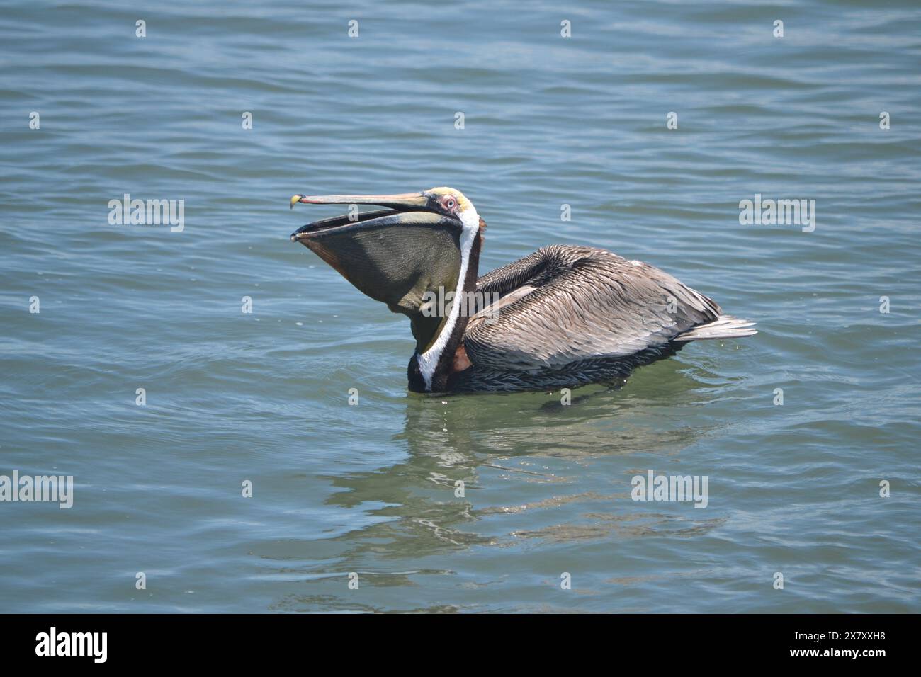 A pelican with its throat pouch bulging, beak agape following a dive ...
