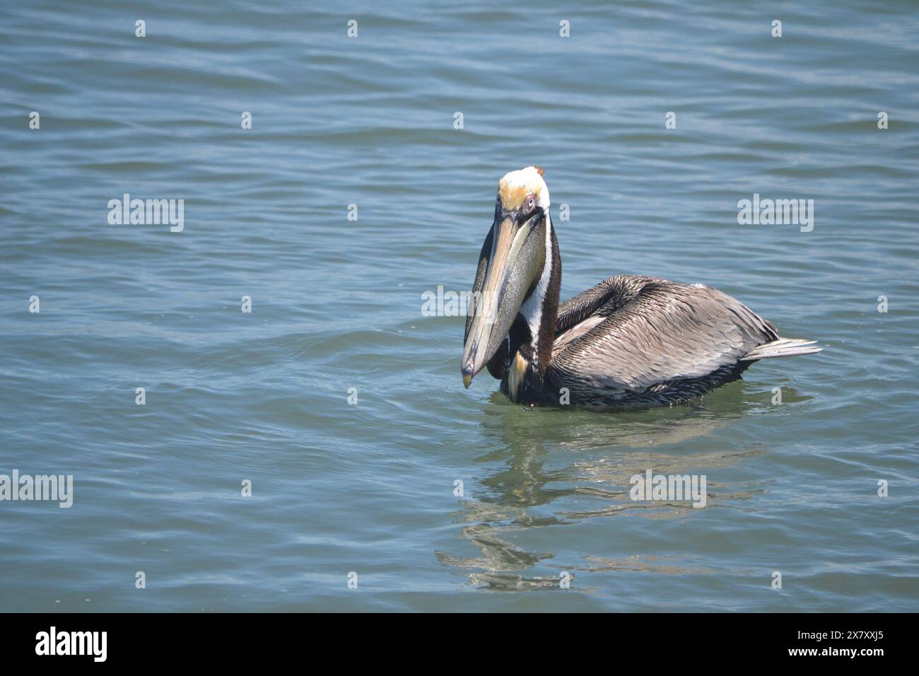 A pelican, beak shut with its throat pouch billowing out on either side ...
