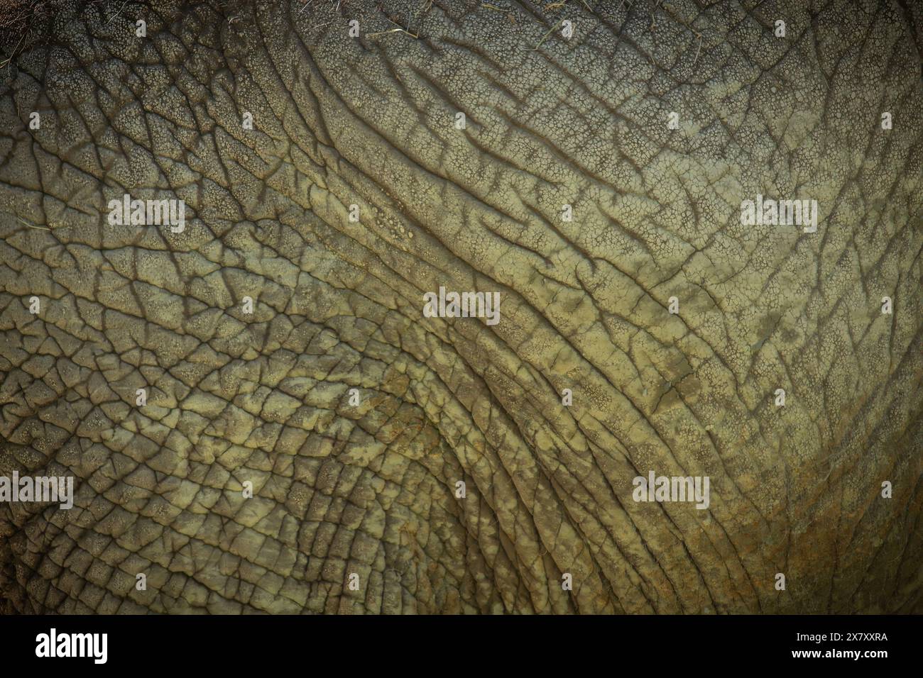 Wrinkled African elephant skin texture background Stock Photo - Alamy