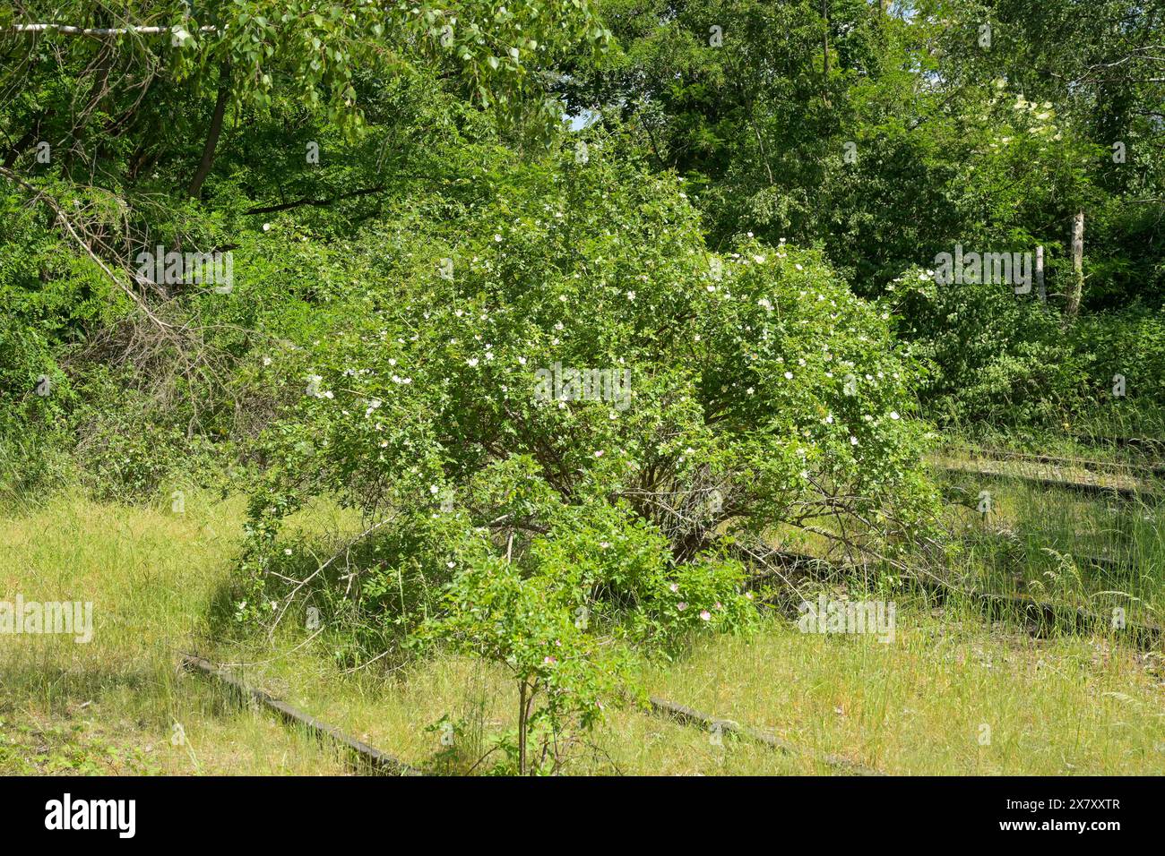 Rosenbusch, Wilde Rose, Naturpark Schöneberger Südgelände, Prellerweg ...