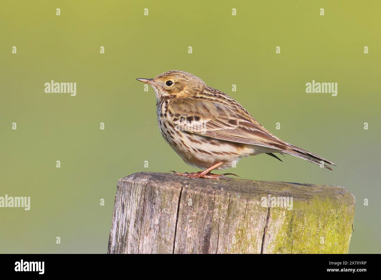 Naturpark dummer hi-res stock photography and images - Alamy