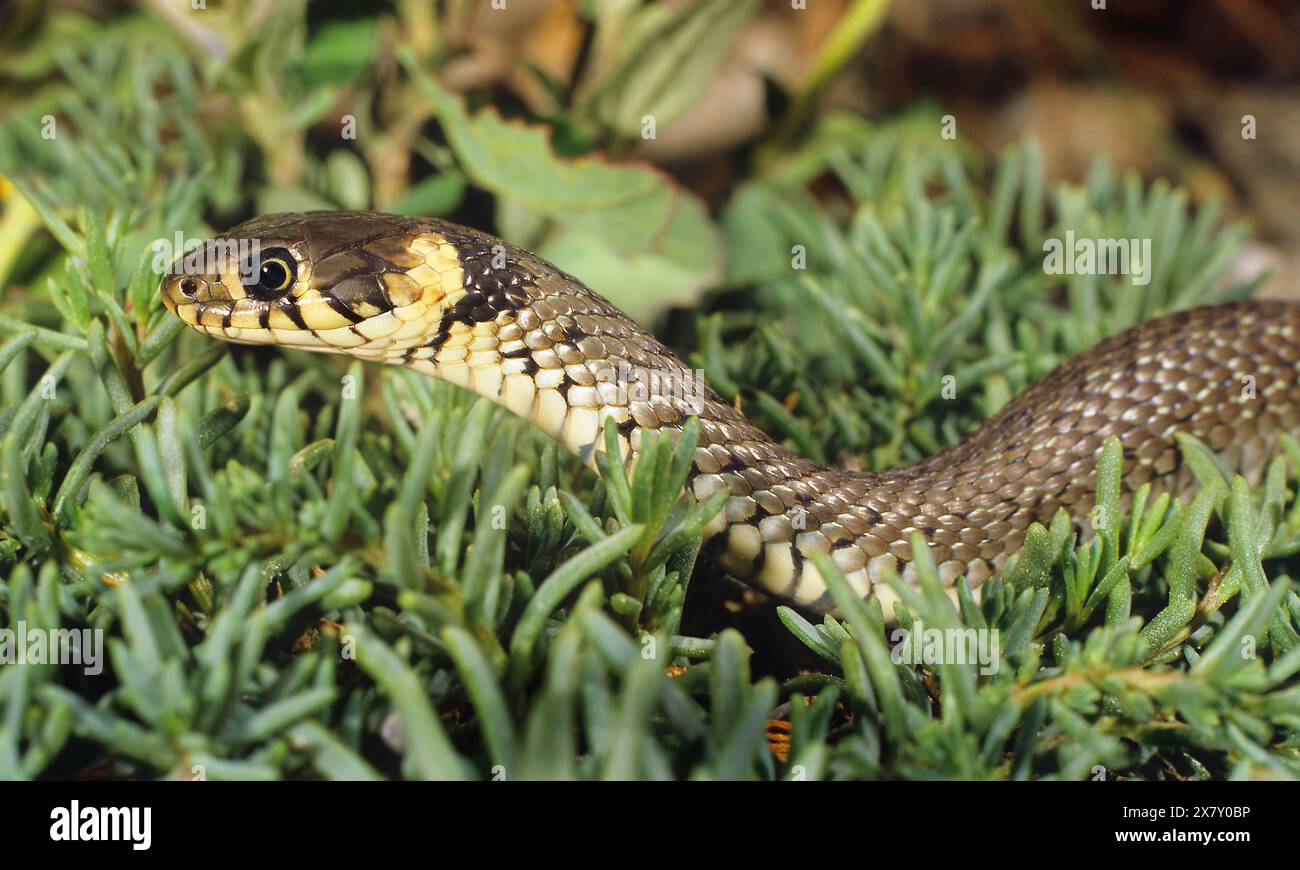 Grass snake creeping across sedum lawn. Natriy natrix Lake Neusiedl ...