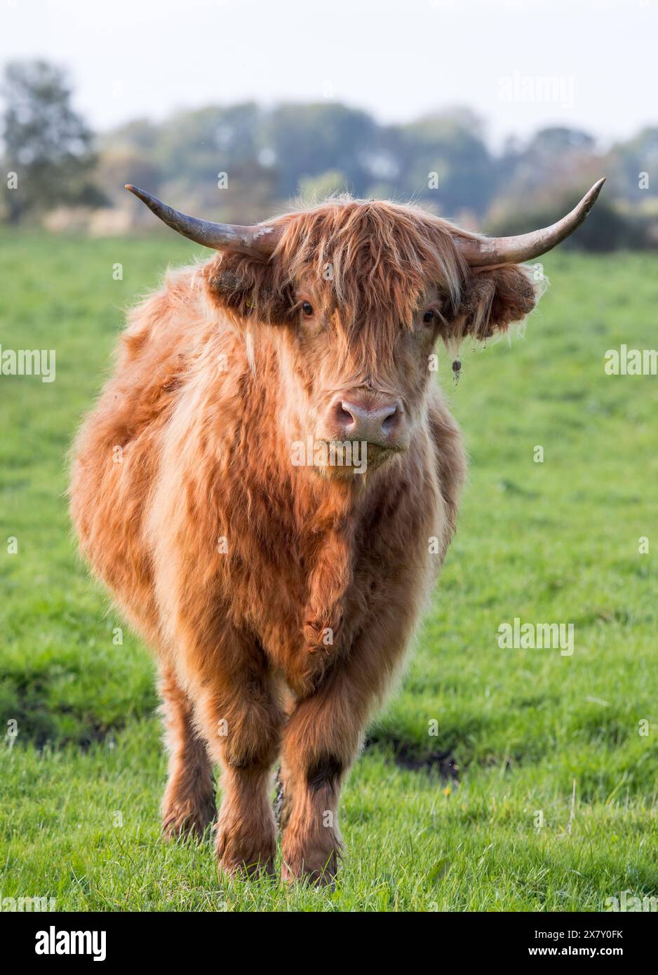 Highland cow head on full legnth portrait Stock Photo - Alamy