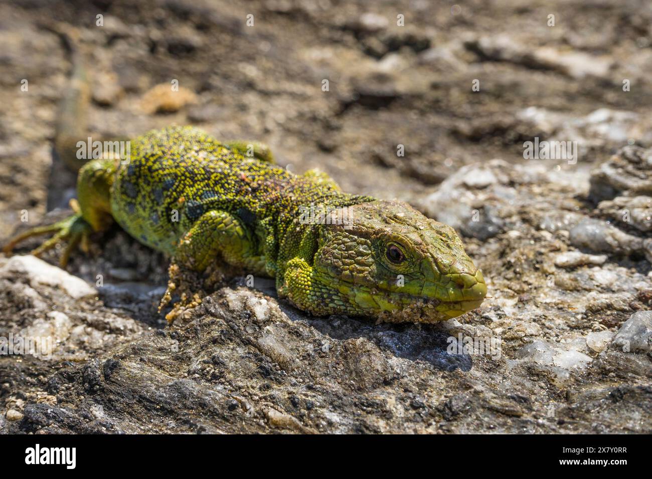 A green lizard lies camouflaged on a rocky surface in nature. The pearl ...