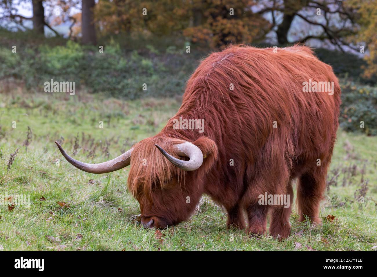Highland cow grazing Stock Photo - Alamy