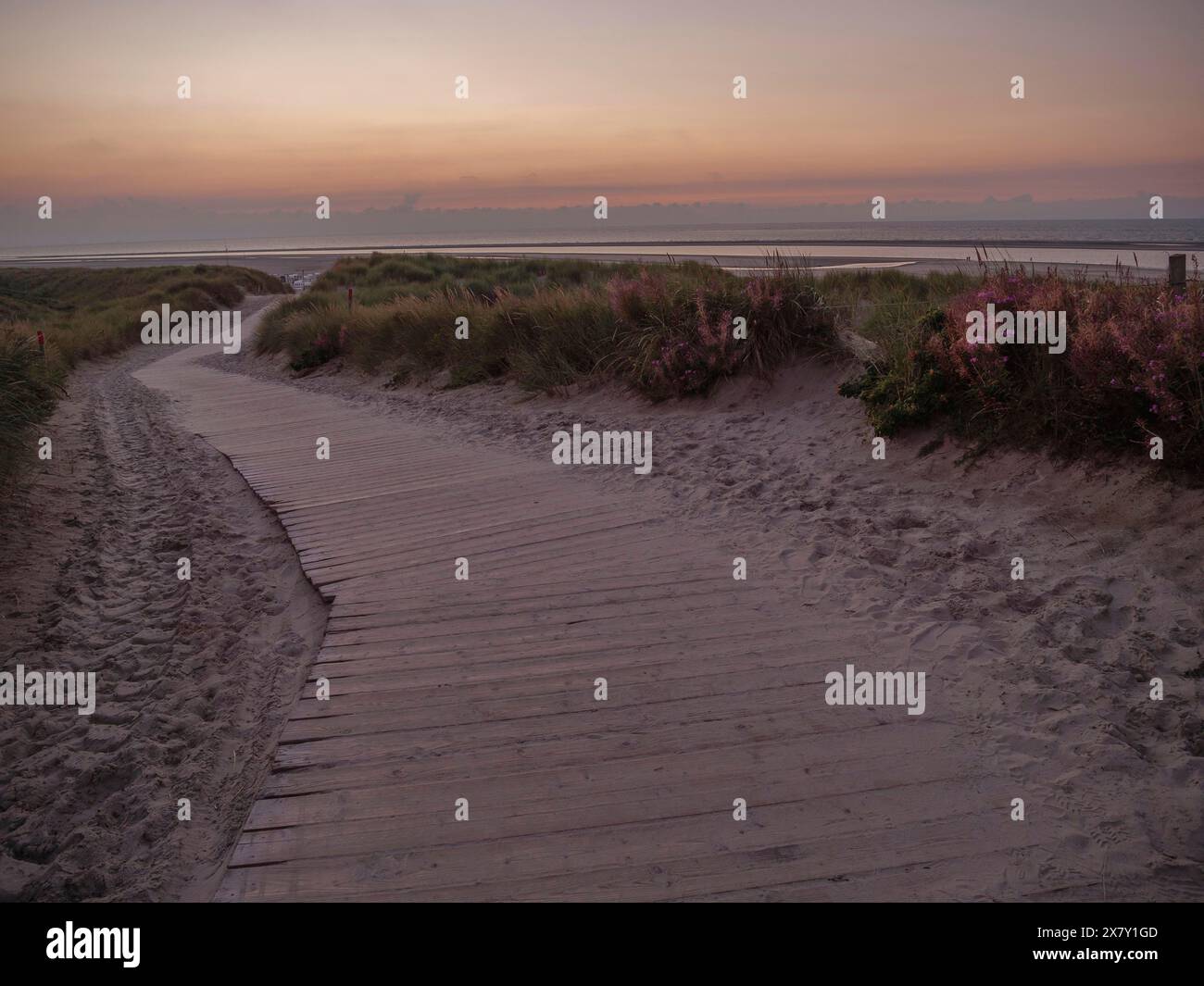 Wooden path through blooming dunes to the sea at sunset, sky in soft ...