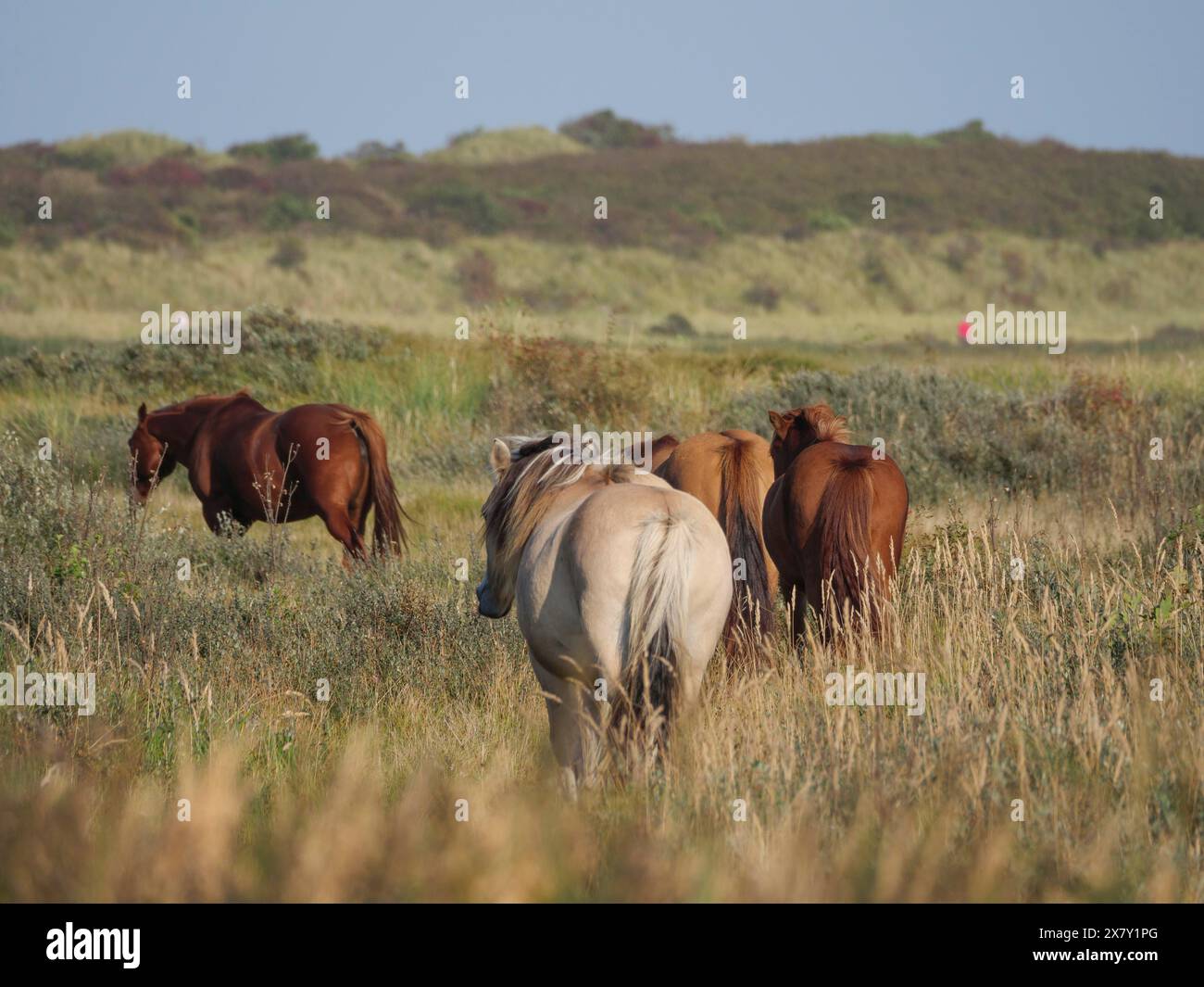 A group of horses grazing peacefully on a spacious meadow, horses on ...
