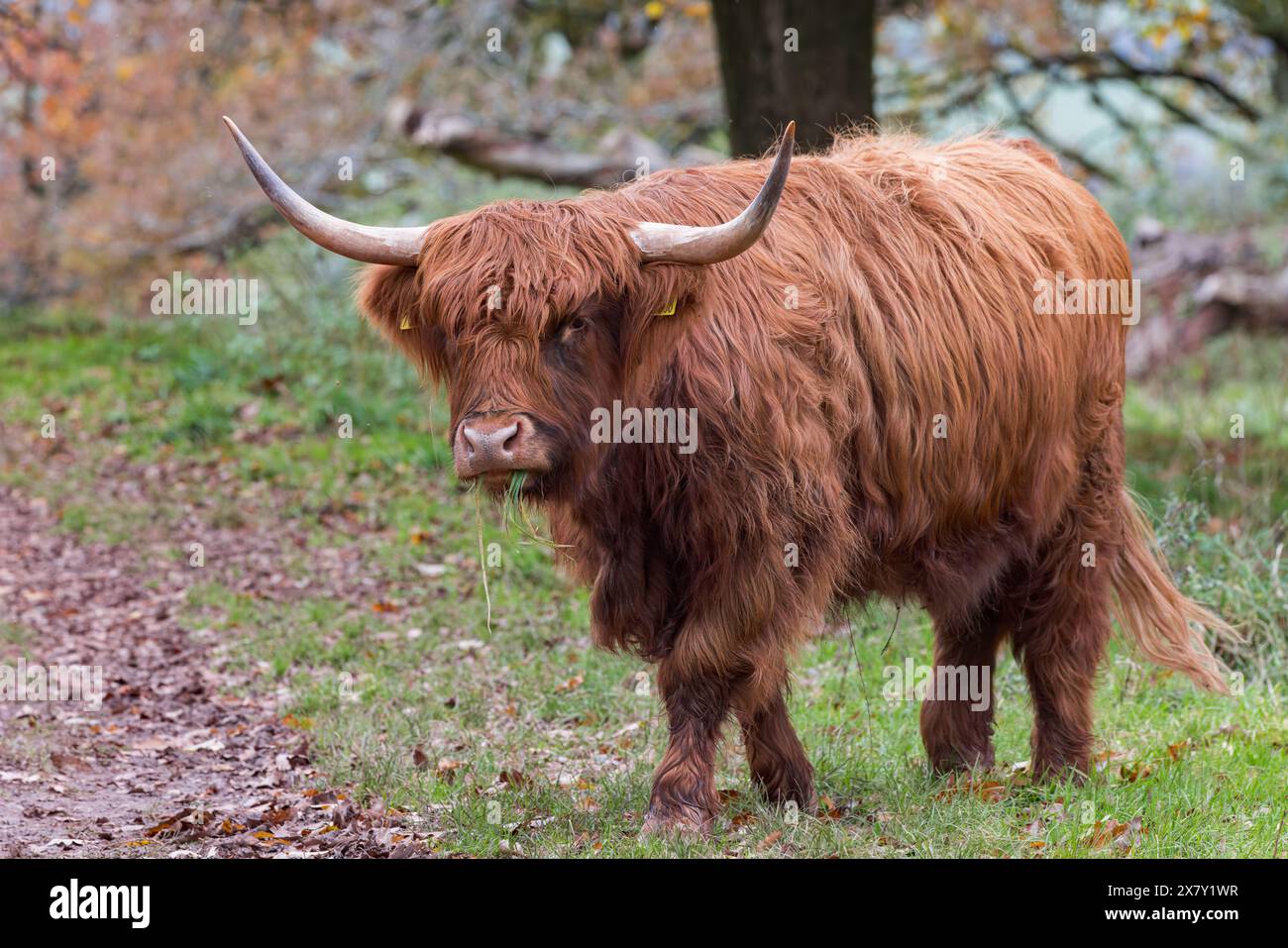 Highland cow walking Stock Photo - Alamy