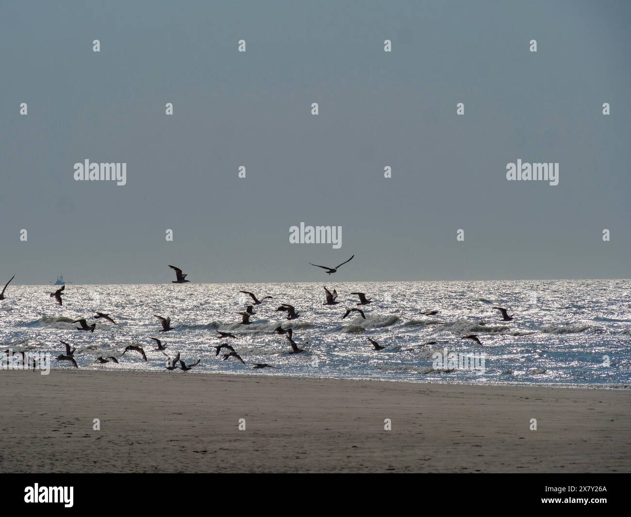 A group of birds flies over the sea at a calm beach with sparkling ...