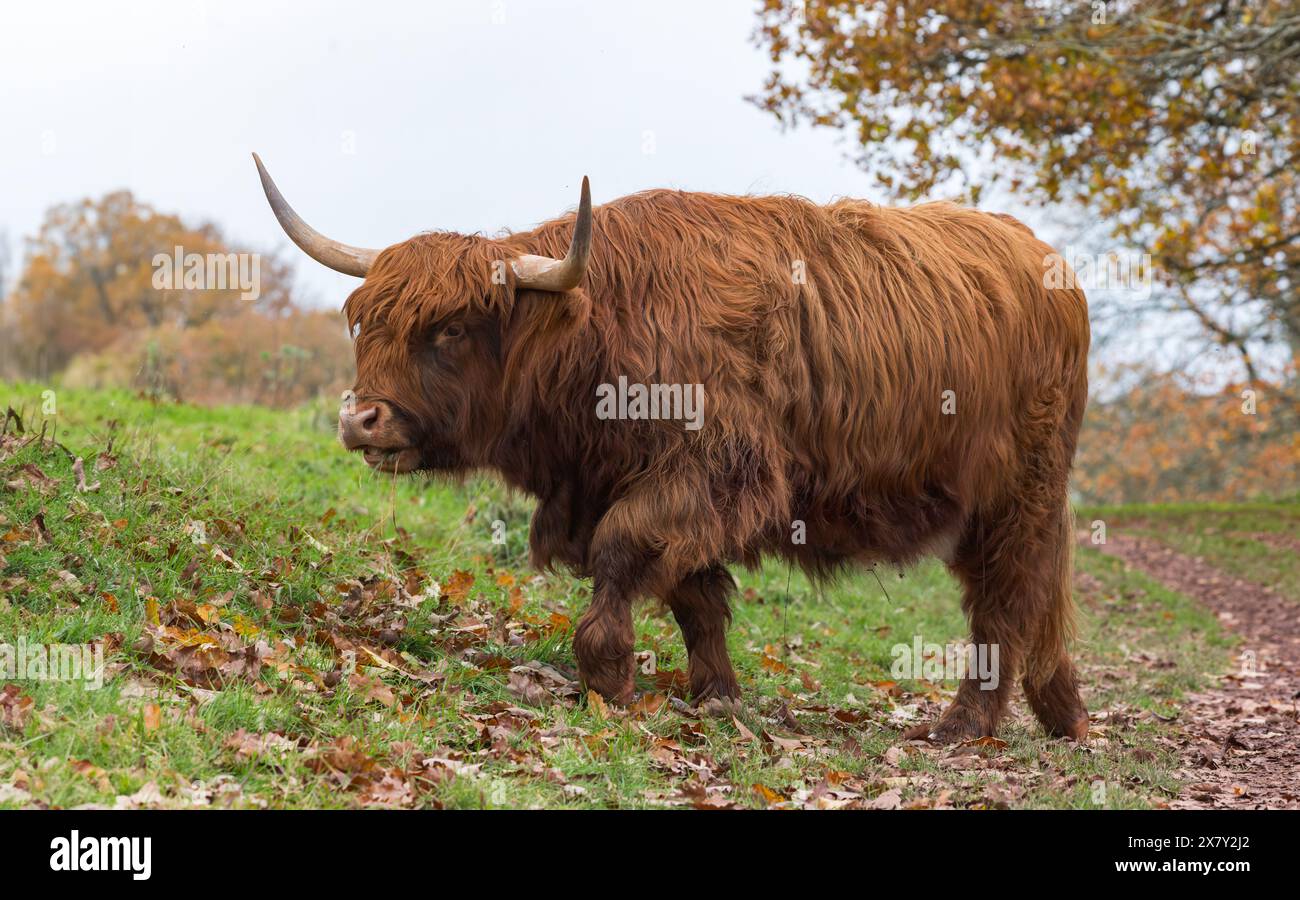 Highland cow walking Stock Photo - Alamy