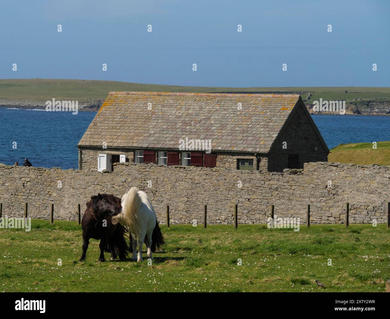 Two ponies standing in a pasture in front of a stone wall and a ...
