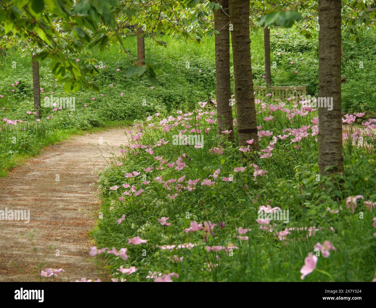 A quiet forest path with blooming pink flowers and green bushes, small ...