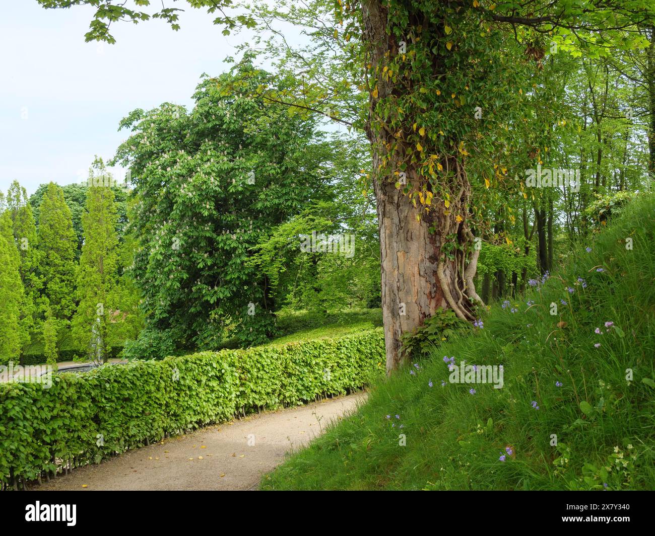 Winding forest path leads through hi-res stock photography and images ...