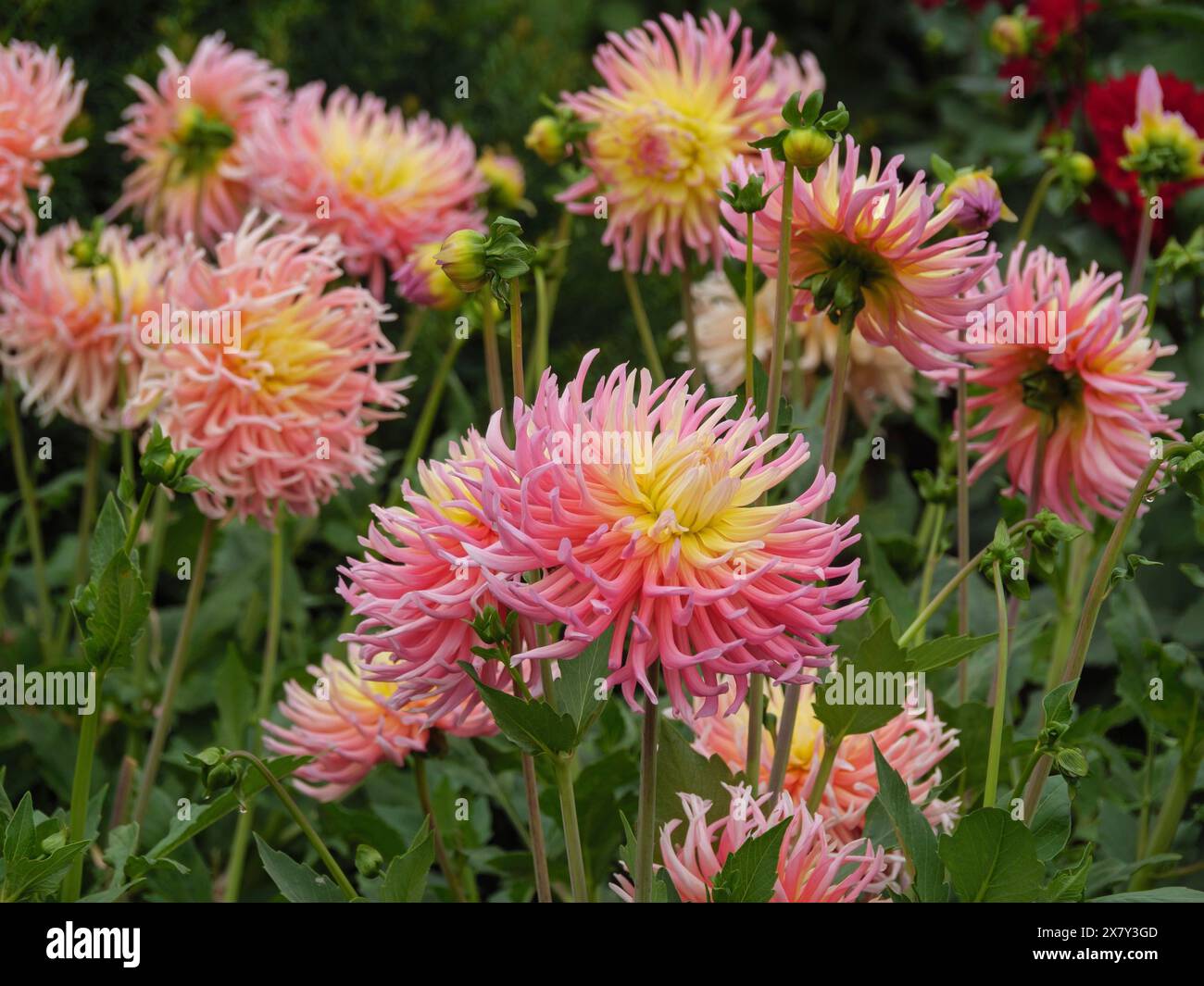 Colourful dahlia flowers in different shades of pink and yellow in a ...