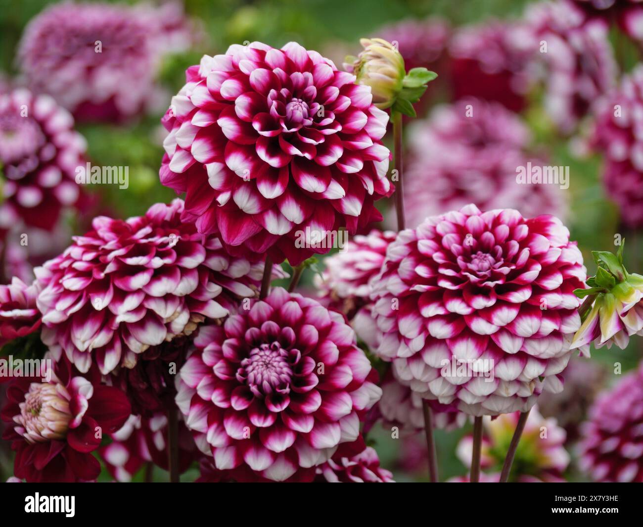Red dahlia flowers seen close up surrounded by green foliage, Blooming ...