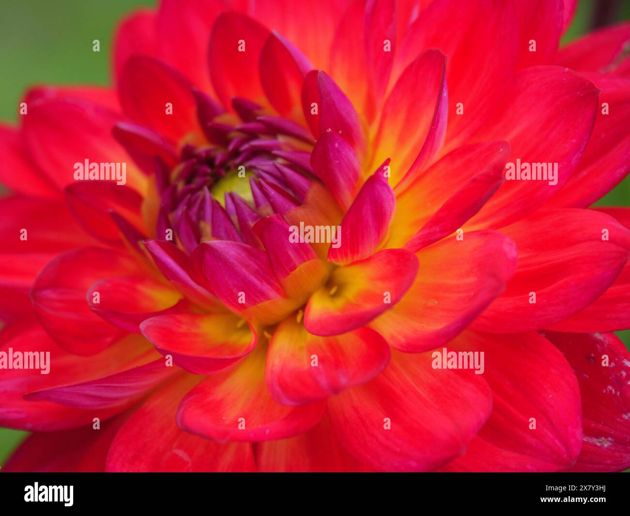 Close-up of a bright red dahlia with yellow centre, Blooming dahlias in ...