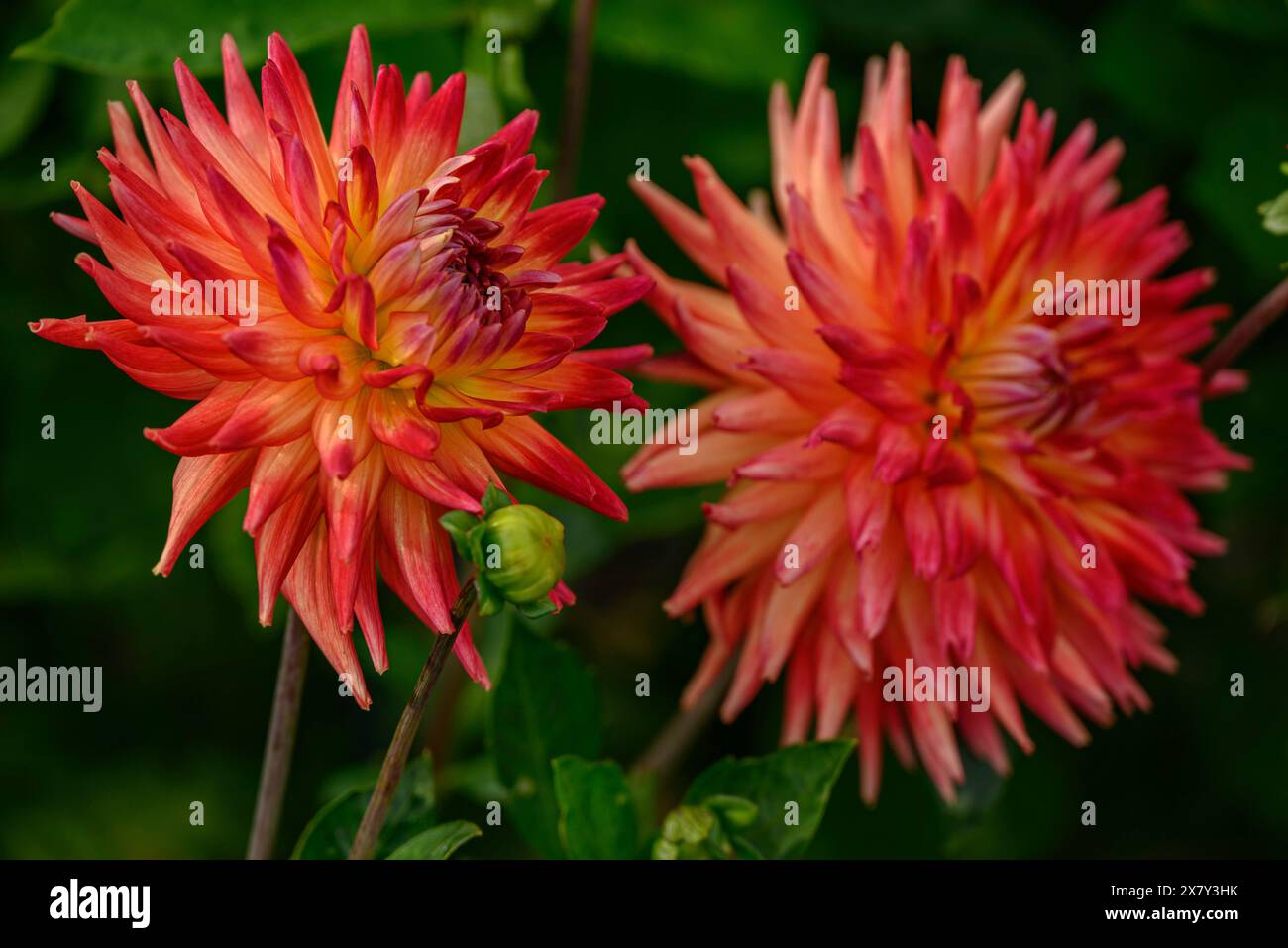 Two red dahlia flowers in the green, Blooming dahlias in different ...