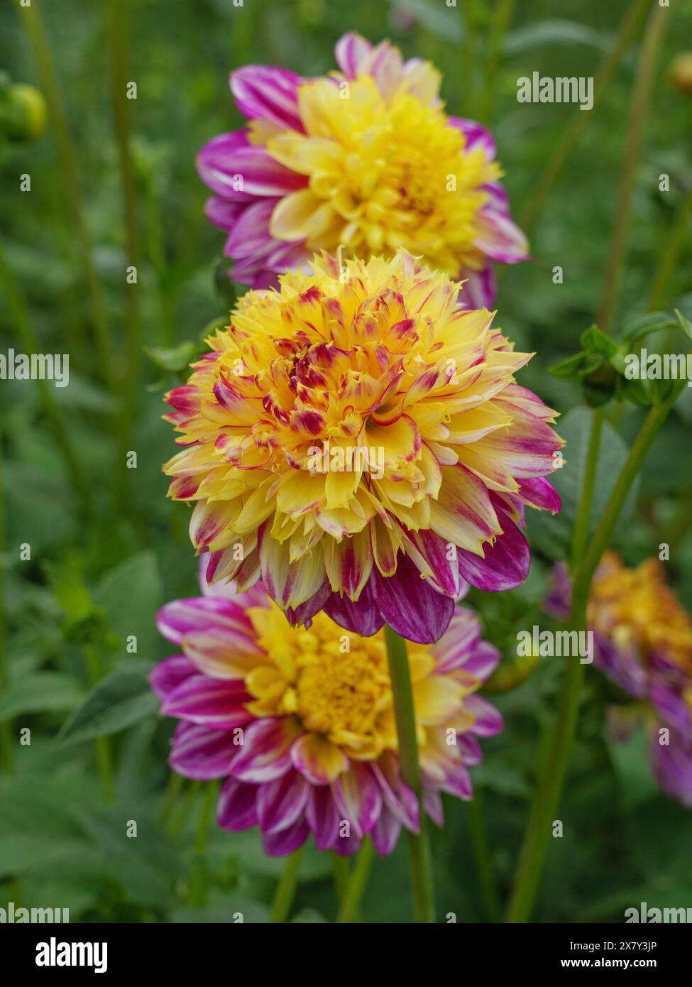 Colourful dahlia flowers in yellow and purple in a green garden ...