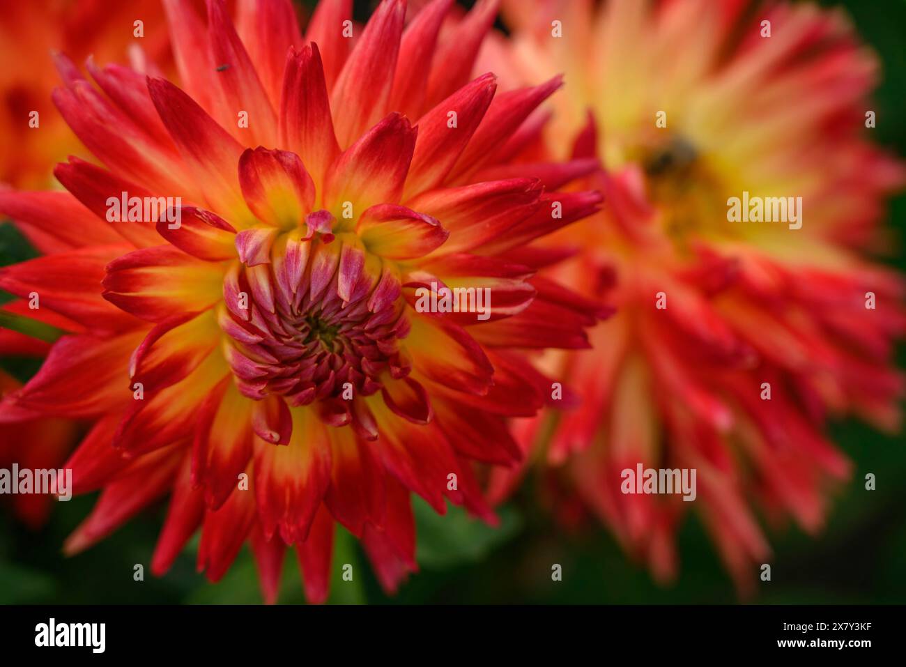 Close-up of deep red dahlia flowers with orange centres in the green ...