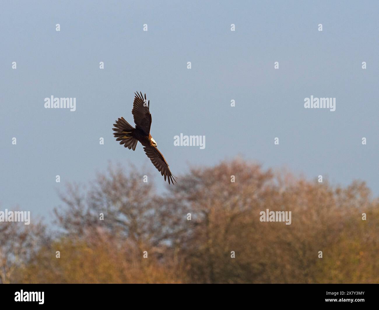 Marsh harrier Circus aeruginosus in flight, Ham Wall RSPB Reserve ...