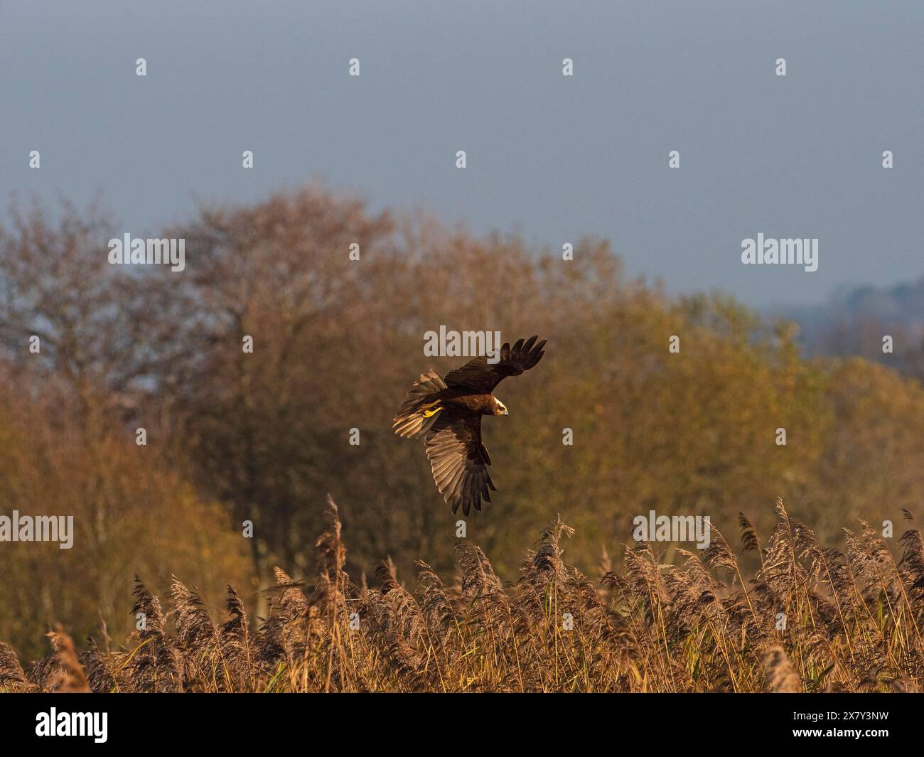 Marsh harrier Circus aeruginosus in flight, Ham Wall RSPB Reserve ...