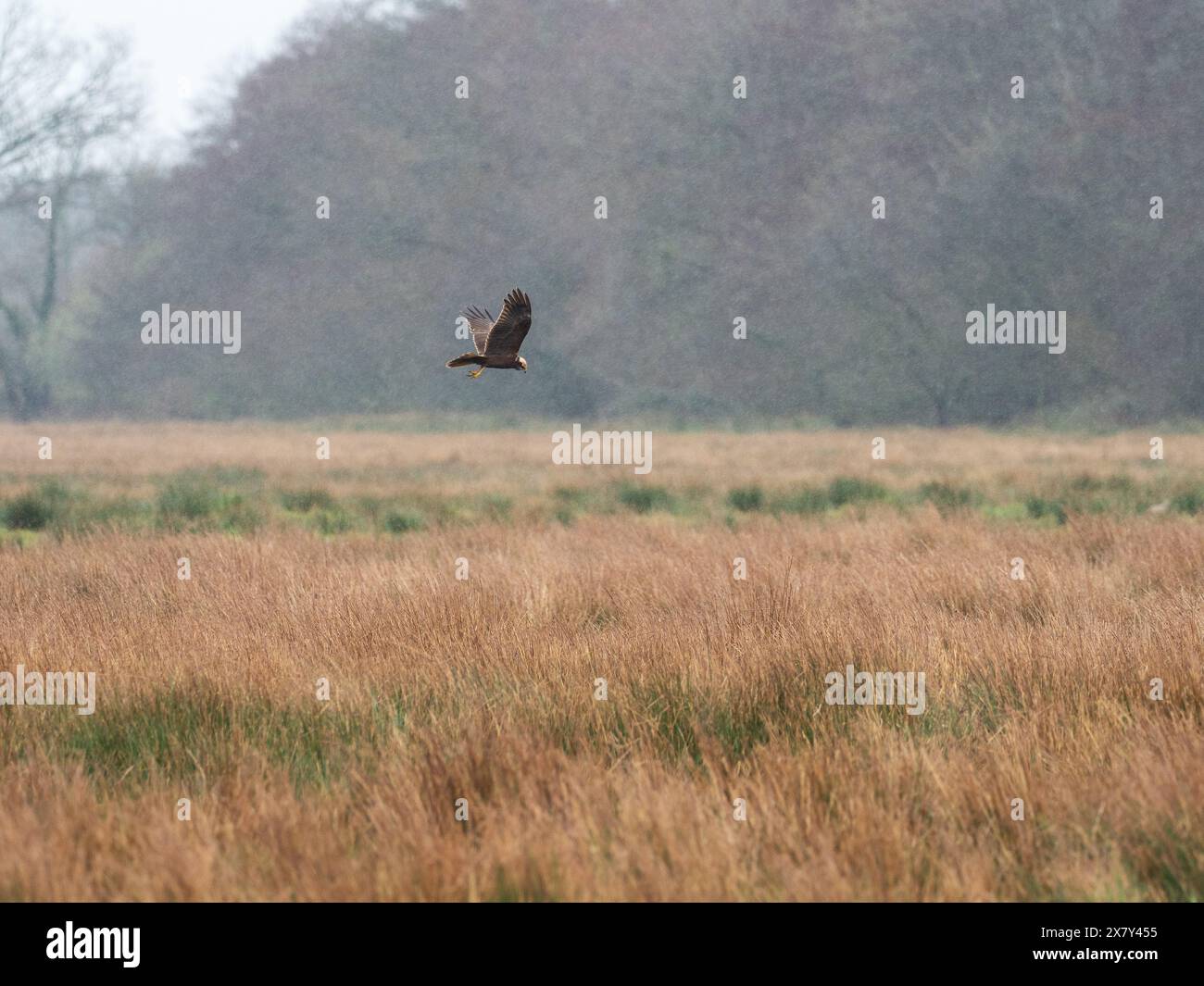 Over catcott lows nature reserve hi-res stock photography and images - Alamy