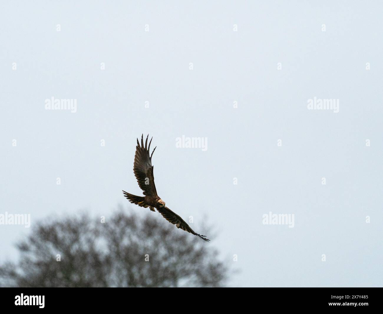 Over catcott lows nature reserve hi-res stock photography and images - Alamy