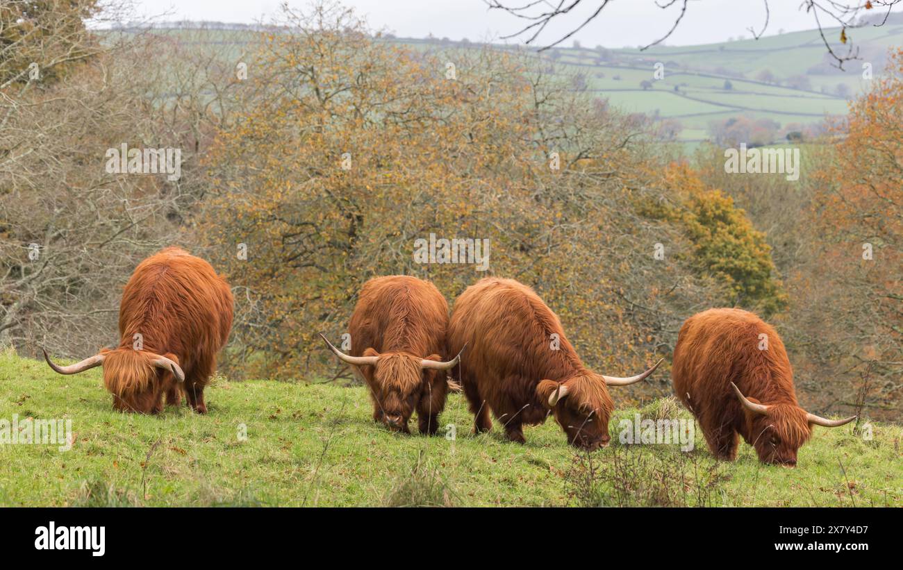 Highland cow, 4 animals grazing Stock Photo - Alamy