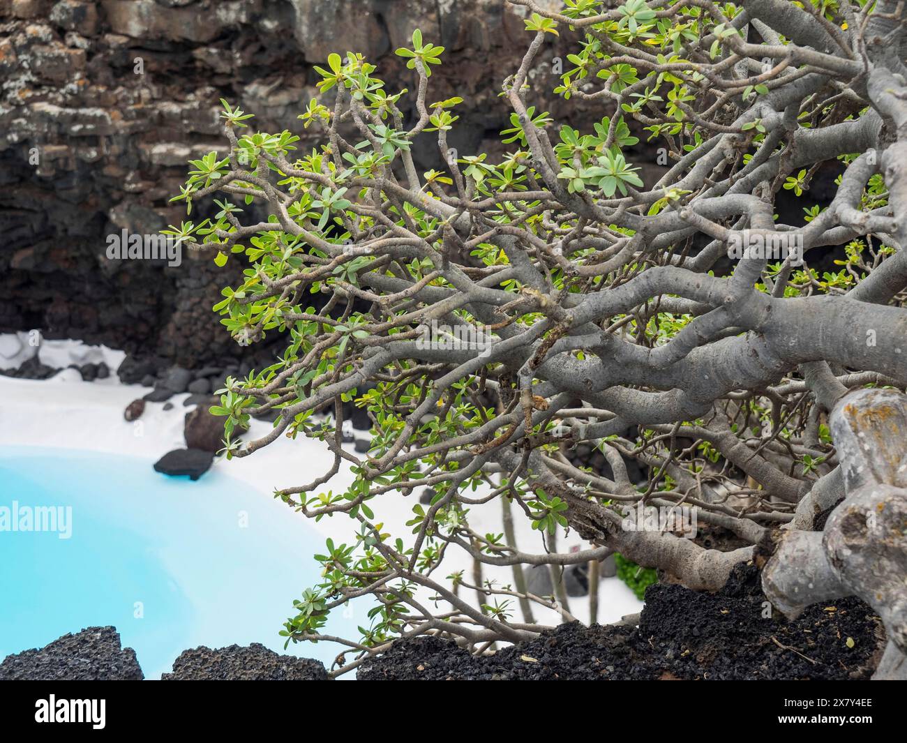 Tree with thick branches and stones next to a swimming pool in a ...
