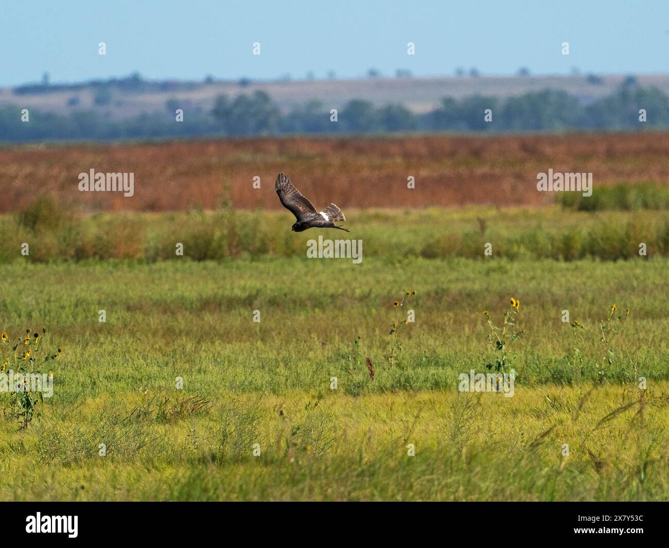 Northern harrier Circus cyaneus female/juvenile in flight over wetland ...