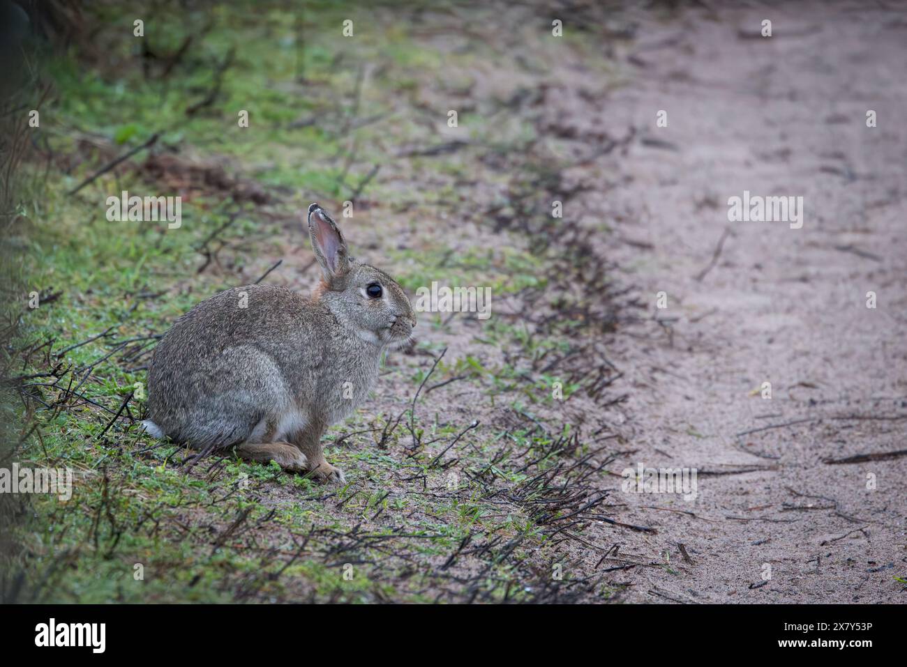 European rabbit oryctolagus cuniculus hi-res stock photography and ...