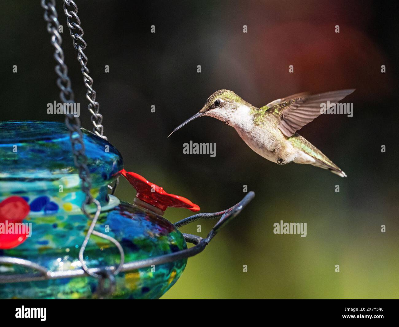Ruby-throated hummingbird Archilochus colubris female/immature hovering ...