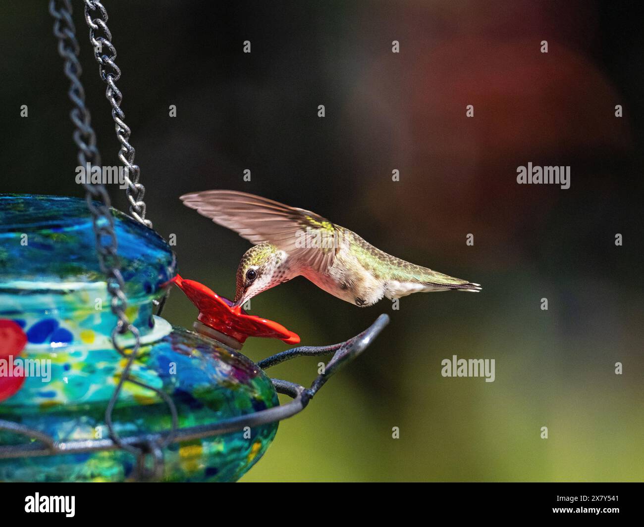 Ruby-throated hummingbird Archilochus colubris female/immature hovering ...
