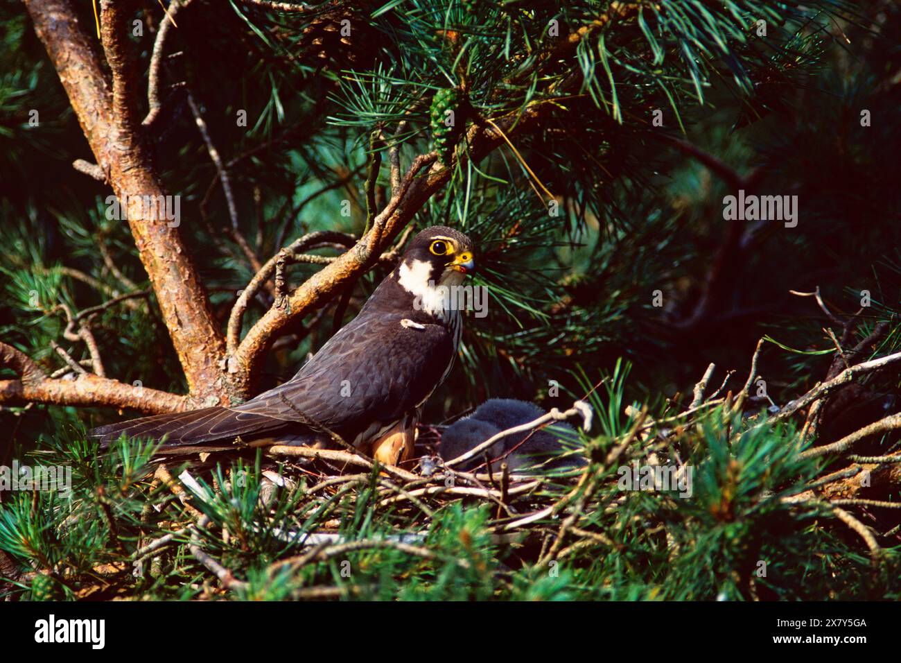 Eurasian hobby Falco subbuteo adult at the nest with a young chick ...