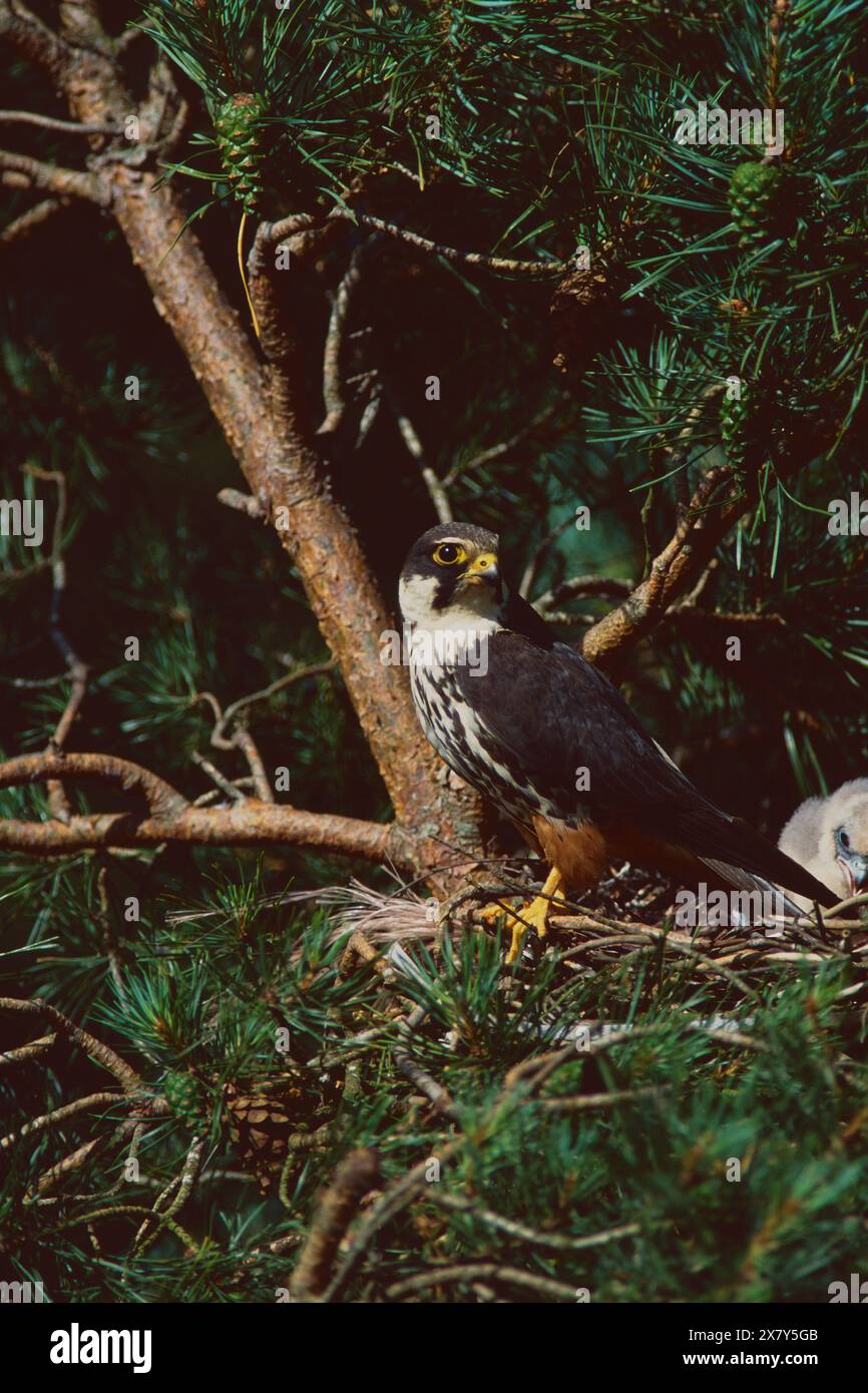 Eurasian hobby Falco subbuteo adult at the nest with a young chick ...