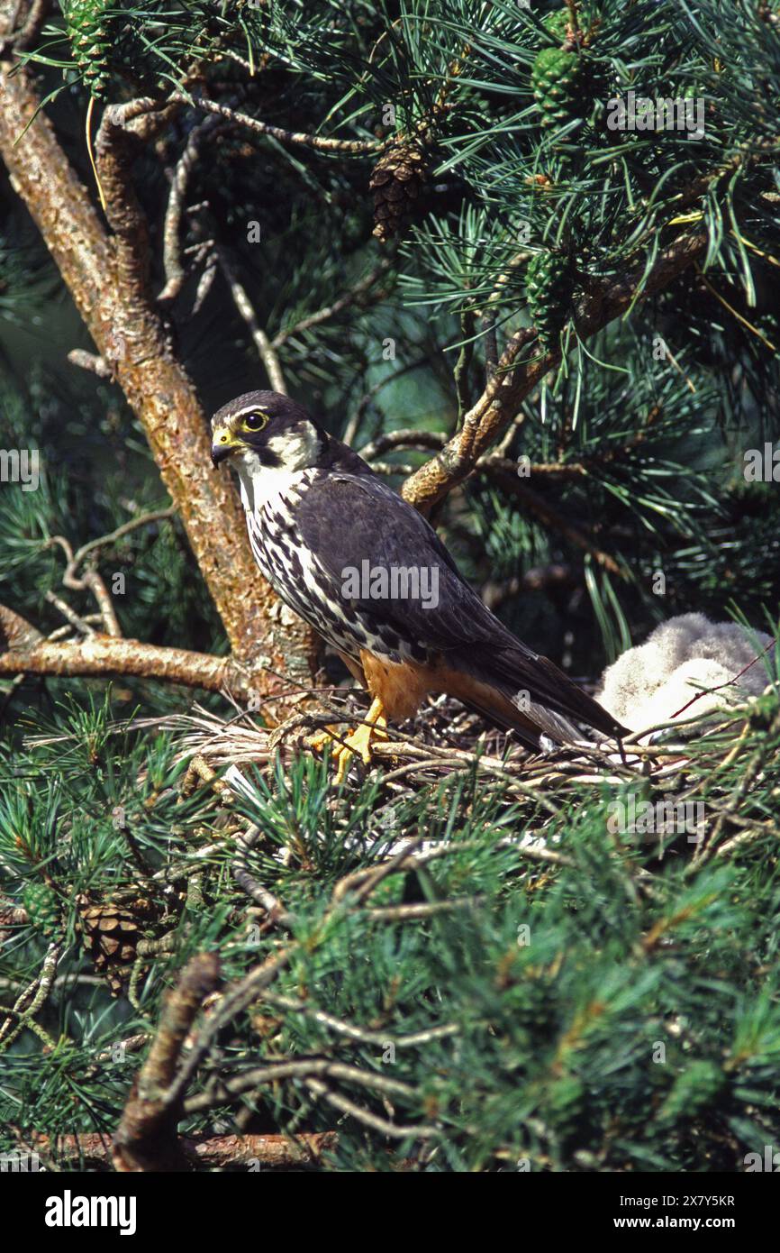 Eurasian hobby Falco subbuteo adult and downy chick at nest in Scots ...