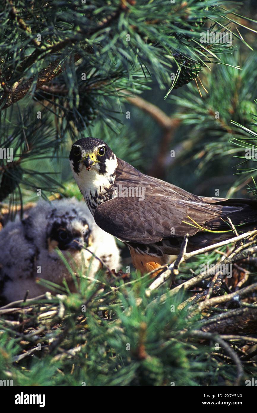 Uses old crows nest hi-res stock photography and images - Alamy