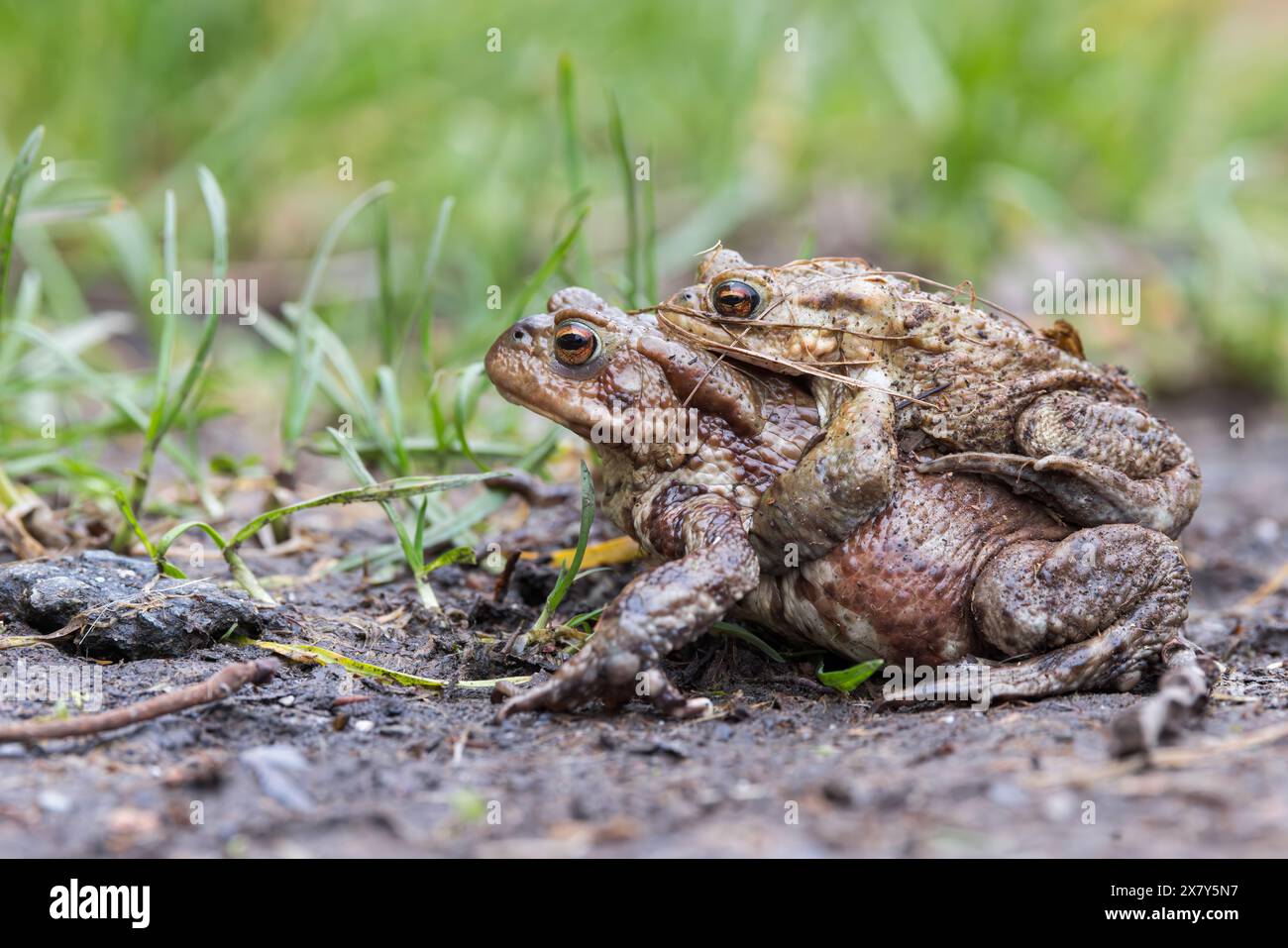 Common Toad [ Bufo bufo ] with Male Toad piggy backed on Female in mating embrace Stock Photo ...