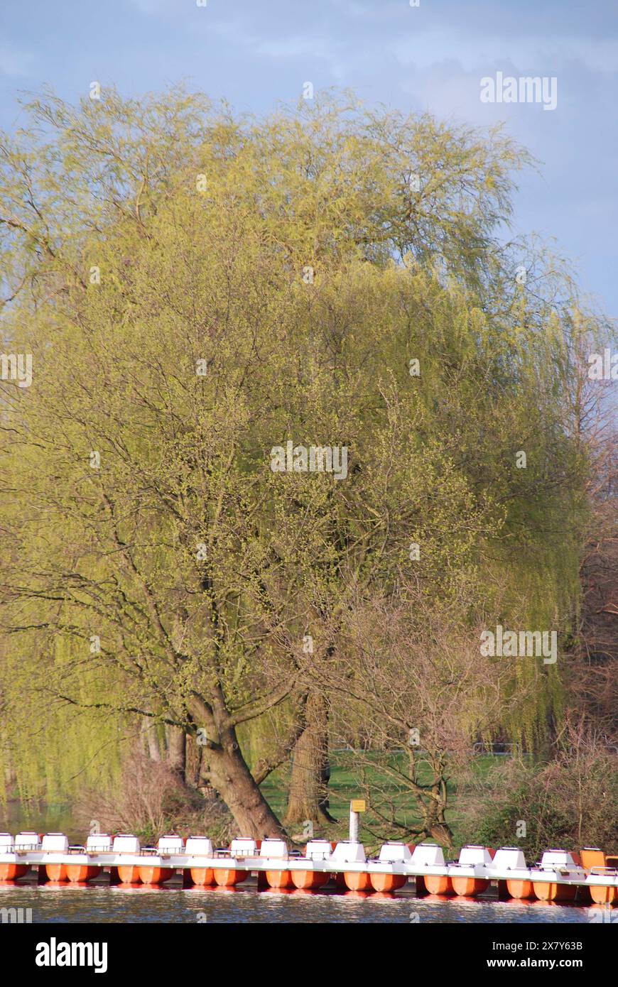 Green willow tree overlooking the lake with a pier, surrounded by ...